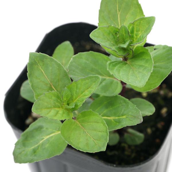 観葉植物　_gardening　ガーデニング　ハーブ　苗　herbpot_series　マルバハッカ　丸葉薄荷　育て方　育成方法　栽培方法　090list　日本薄荷　日本ハッカ　ジャパンミント　Ｍｅｎｔｈａ　ａｒｖｅｎｓｉｓ　Ｌ．　ｖａｒ．...
