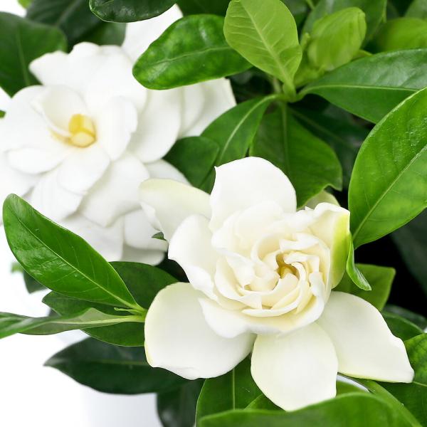 観葉植物　_gardening　ガーデニング　花　鉢花　花木　芳香性熱帯花木　熱帯花木　ガーデニア　アフリカ　クチナシ　育て方　育成方法　栽培方法　kaijyo　opa2_delete　オオスカシバ　食草　Ｇａｒｄｅｎｉａ　ｊａｓｍｉｎｏｉ...