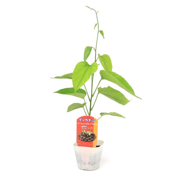 観葉植物　_gardening　ガーデニング　野菜　苗　家庭菜園　園芸　野菜の苗　野菜苗　ポット苗　熱帯アジア　rep_vegetable　vegetable_series　育て方　育成方法　栽培方法　opa2_delete　2022MI　...