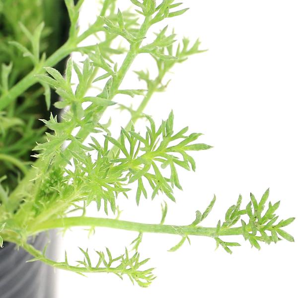観葉植物　_gardening　ガーデニング　ハーブ　苗　herbpot_series　ローマン　カモミール　カモマイル　ヨーロッパ　育て方　育成方法　栽培方法　opa2_delete　グランドカバー　ハーブティー　ティーハーブ　ティー　八...