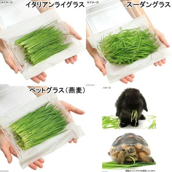 _dog　_neko　_hachu　_kame　pet_glass　leaf22jphay　ph22jphay　小動物・鳥　ハムスター　うさぎ　チンチラ　モルモット　デグー　リス　小動物　フード　えさ　おやつ　餌　用品　生牧草　toreta...