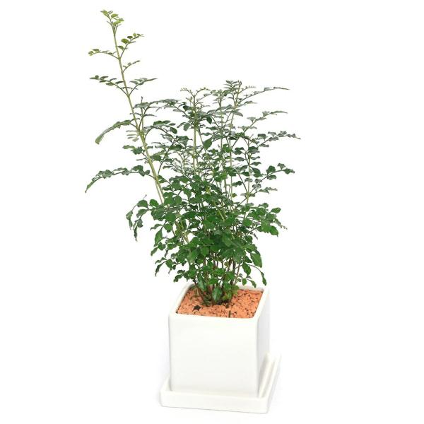 ガーデニング　観葉植物　ダイス陶器鉢植えシリーズ　陶器鉢植えシリーズ　植物　植物生体　ガーデニング生体　toukibachikannyou_series　20160413　ＴＫ　pottery_plant_series　育て方　育成方法　栽...