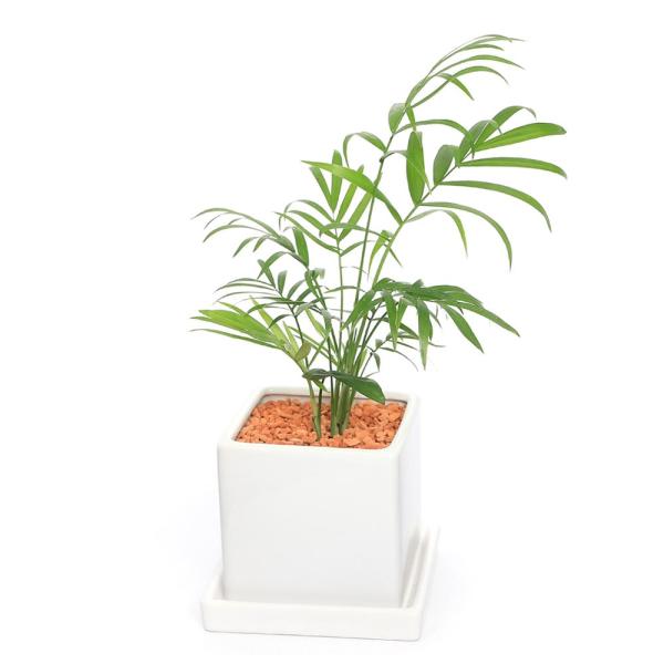 観葉植物　ガーデニング　ダイス陶器鉢植えシリーズ　陶器鉢植えシリーズ　植物　植物生体　ガーデニング生体　toukibachikannyou_series　20160413　ＴＫ　pottery_plant_series　育て方　育成方法　栽...