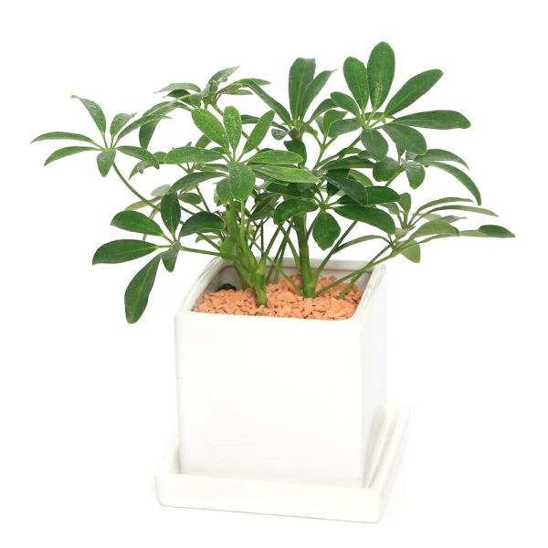 ガーデニング　観葉植物　ダイス陶器鉢植えシリーズ　陶器鉢植えシリーズ　植物　植物生体　ガーデニング生体　toukibachikannyou_series　20160413　ＴＫ　pottery_plant_series　育て方　育成方法　栽...