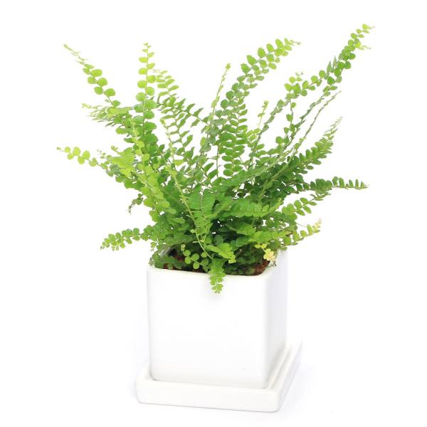 _gardening　ガーデニング　園芸　観葉植物　陶器鉢植えシリーズ　toukibachikannyou_series　20150704　ＨＴ　植物　植物生体　ガーデニング生体　toukibachiue_dice　白　育て方　育成方法　栽...