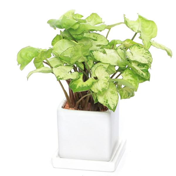 _gardening　ガーデニング　園芸　観葉植物　陶器鉢植えシリーズ　toukibachikannyou_series　植物　植物生体　ガーデニング生体　toukibachiue_dice　白　育て方　育成方法　栽培方法　pottery_...