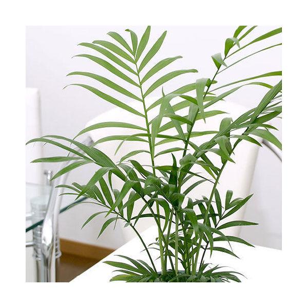 観葉植物　ガーデニング　ビバリウム　アクアテラリウム　パルダリウム　両爬向き植物　ヤシ科　カマエドレア属　Chamaedoreo　elegans　カマエドレア　チャメドレア　テーブルヤシ　チャメヤシ　20130610　_gardening　...
