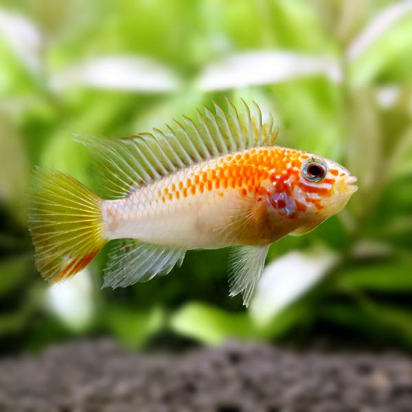 PF_SPQ　_aqua　熱帯魚・エビ他　シクリッド　種類で選ぶ　アピスト・ラミレジィ・他　アピストグラマ・マクマステリ　ゴールド　１ペア　fish_database　中南米産　Ａｐｉｓｔｏｇｒａｍｍａ　ｍａｃｍａｓｔｅｒｉ　ｖｉｅｊｉｔａ...