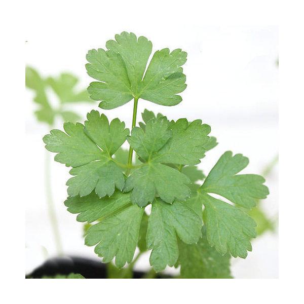 ガーデニング　ハーブ　苗　イタリアンパセリ　herbpot_series　20151129　ＨＴ　_gardening　kidobfen　ugiwroq　rkmr6_pd20_hrbnae　植物　植物生体　ガーデニング生体　育て方　育成方法...