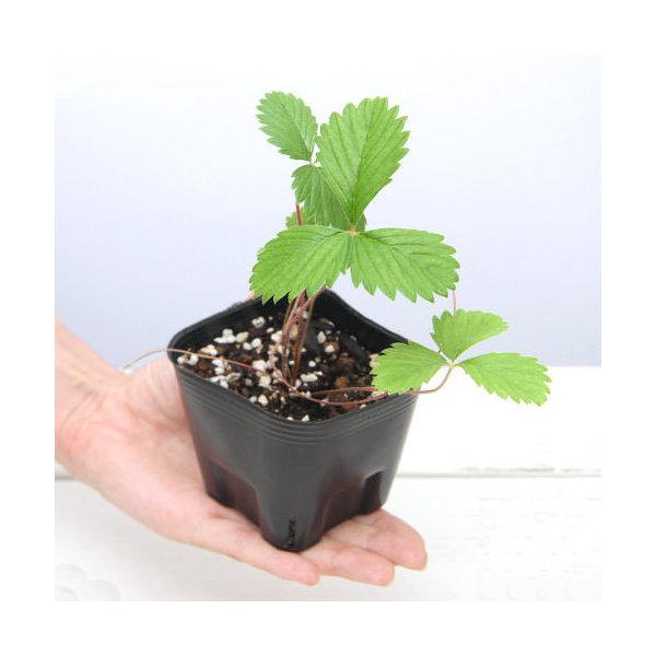 _gardening　ガーデニング　ハーブ　苗　ワイルドストロベリー　herbpot_series　20160905　NO　strawberryitem_series　y10hpsl_pd_wldstby　rkmr6_pd20_hrbnae...