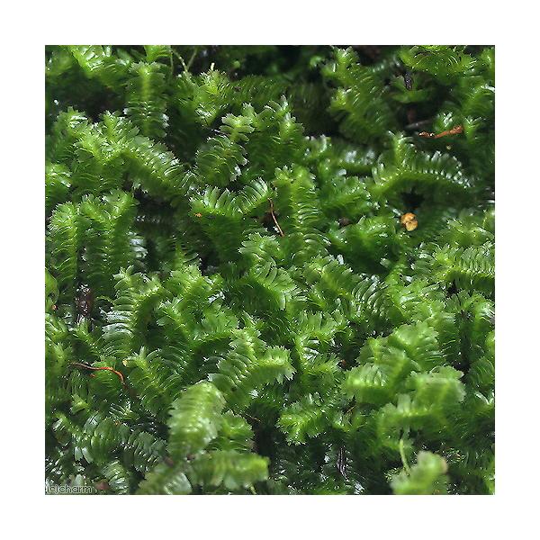 paludariumplants　パルダリウム　テラリウム　PF_SPQ　line2462terarium　_kame　_hachu　コケシリーズquaterrarium　ガーデニング　観葉植物　苔　all_plants　両爬向き植物　mu...