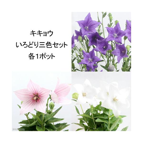 _gardening　ガーデニング　ハーブ　ガーデニング　野菜／果物・ハーブ　ハーブ　野菜　Ｐｌａｔｙｃｏｄｏｎ　ｇｒａｎｄｉｆｌｏｒｕｓ　all_plants　a23ui3hガーデニング　植物　植物生体　ガーデニング生体　秋　201609...