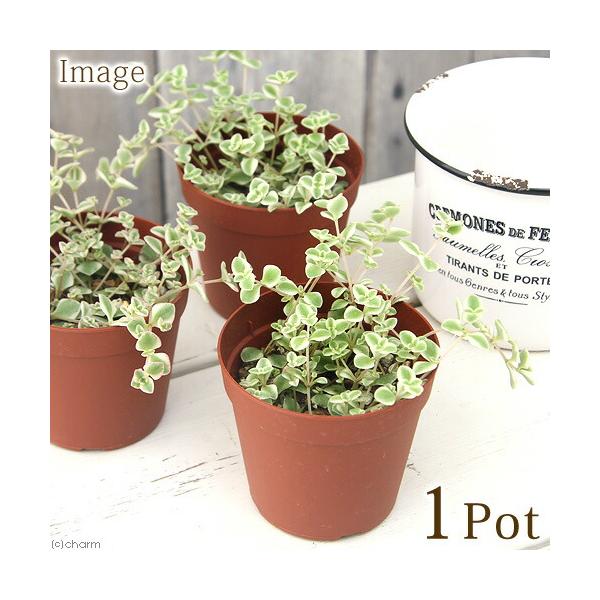 muryotassei_400_499　_gardening　ガーデニング　観葉植物　多肉植物　NO　セダム　クラッスラ　リトルミッシー　多肉　tanikuplapot_series　Crassula　pellucida　marginali...