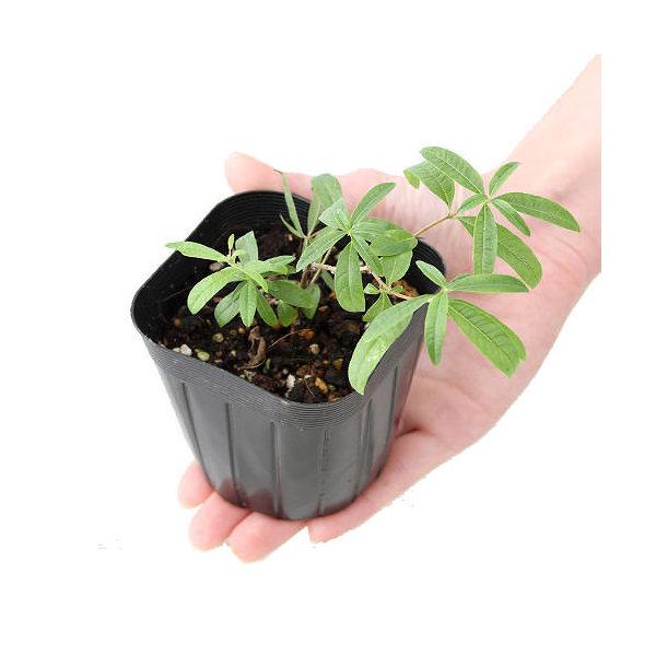 _gardening　ガーデニング　ハーブ　苗　herbpot_series　Aloysia　triphylla　Lemon　Verbena　バスハーブ　ポプリ　リモネン　香水木　防臭木　20170123　ＮＯ　育て方　育成方法　栽培方法　...