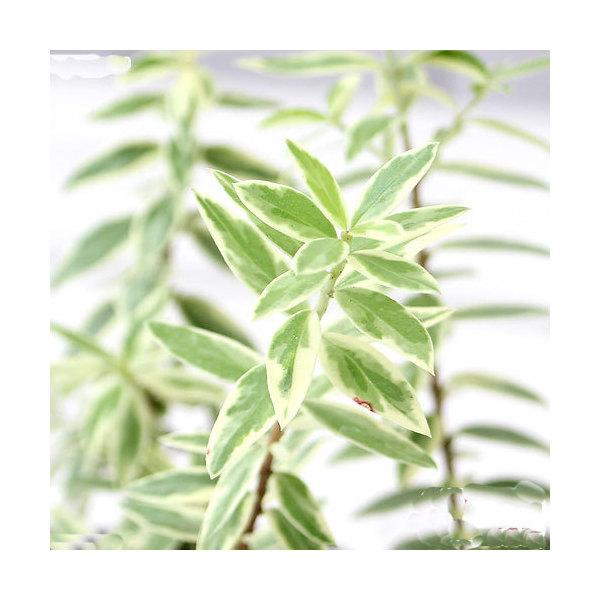 _gardening　ガーデニング　ハーブ　苗　herbpot_series　マートル　ギンバイカ　アロマ　20170403　ＮＯ　斑入り　銀梅花　祝い木　育て方　育成方法　栽培方法　祝いの木　イワイノキ　ギンコウバイ　バリエガ　矮性　観葉...