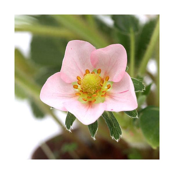 _gardening　ガーデニング　ハーブ　苗　ワイルドストロベリー　herbpot_series　20170123　NO　strawberryitem_series　whiteday2014_berry　植物　植物生体　ガーデニング生体　...