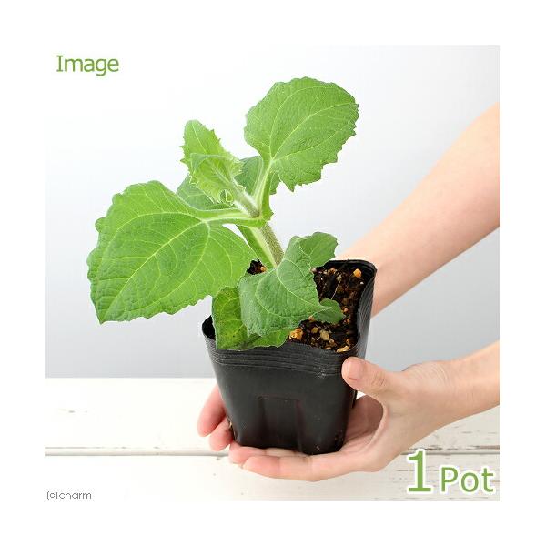 muryotassei_700_799　_gardening　ガーデニング　園芸　野菜　野菜苗　家庭菜園　Smallanthus　sonchifolius　yacon　アンデスポテト　フラクトオリゴ糖　プロバイオティクス　雪蓮果　育て方　育...
