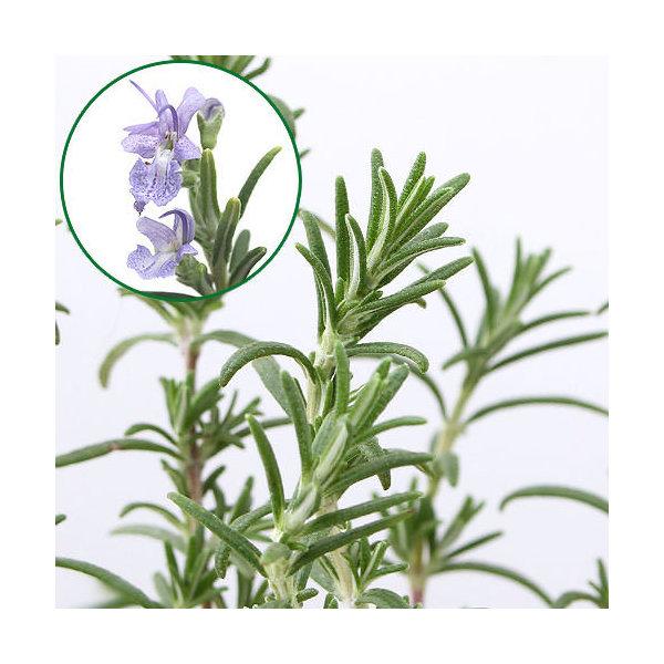 _gardening　ガーデニング　ハーブ　苗　herbpot_series　20170220　NO　ローズマリー　Rosemary　Mozart　Blue　這性　育て方　育成方法　栽培方法　観葉植物　opa2_delete　herb202...