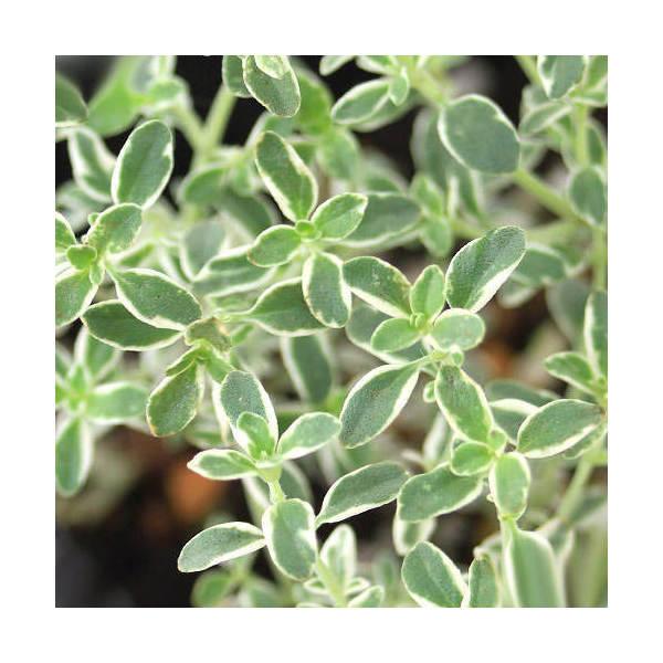 _gardening　ガーデニング　ハーブ　苗　タイム　20170416　TK　育て方　育成方法　栽培方法　観葉植物　opa2_delete　herb2022　toukihassouhuka