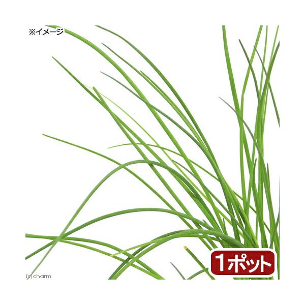 _gardening　ガーデニング　ハーブ　苗　セイヨウオトギリ　herbpot_series　20171120　ＮＯ　St.　John's　wort　Hypericum　perforatum　セロトニン　ストレス　育て方　育成方法　栽培方...