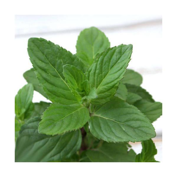 _gardening　ガーデニング　ハーブ　苗　herbpot_series　アロマ　ミント　イングリッシュ　20170410　RM　_mintgdn　育て方　育成方法　栽培方法　観葉植物　090lsit　kaijyo　opa2_delet...