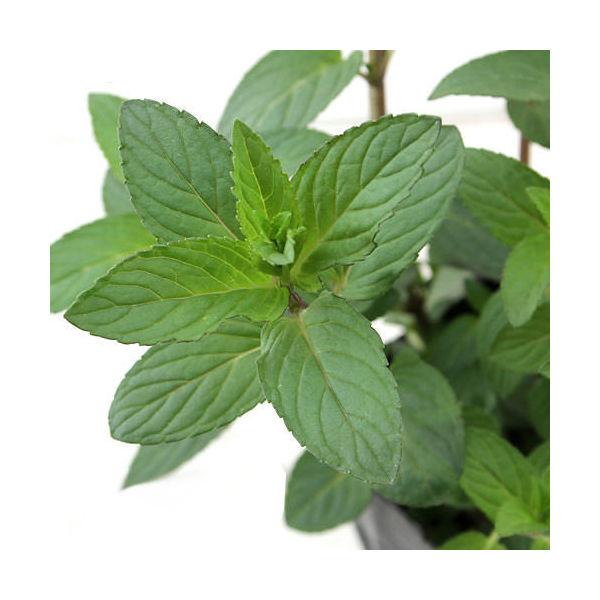 _gardening　ガーデニング　ハーブ　苗　herbpot_series　アロマ　ミント　キャンディミント　20170410　RM　_mintgdn　育て方　育成方法　栽培方法　観葉植物　090list　ＴＩ　opa2_delete　h...