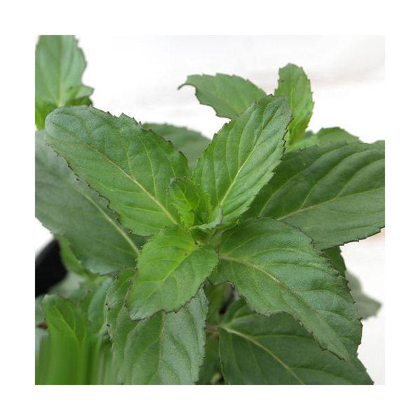 _gardening　ガーデニング　ハーブ　苗　herbpot_series　アロマ　ミント　オーデコロンミント　20170426　ＭＳ　ＴＳ_mintgdn　育て方　育成方法　栽培方法　観葉植物　opa2_delete　herb2022　...