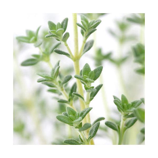 _gardening　ガーデニング　ハーブ　苗　herbpot_series　タイム　ラベンダー　アロマ　20120209　TS　猫用品　犬用品　サプリメンtト　育て方　育成方法　栽培方法　観葉植物　090list　opa2_delete　...