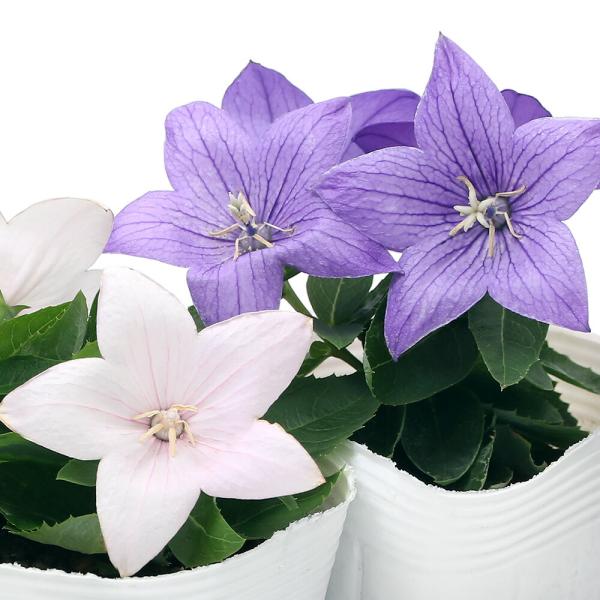 観葉植物　all_plants　emporio400_599　_gardening　ガーデニング　ハーブ　野菜　果物　Ｐｌａｔｙｃｏｄｏｎ　ｇｒａｎｄｉｆｌｏｒｕｓ　植物　植物生体　ガーデニング生体　キキョウ　育て方　育成方法　栽培方法　2...