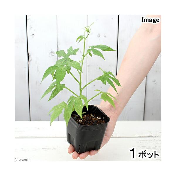 メーカー：■ ガーデニング　ハーブ　苗　herbpot_series　20170610　ＴＫ　_gardening　140518　kidobfen　ugiwroq　rkmr6_pd20_hrbnae　植物　植物生体　ガーデニング生体　猫用品...