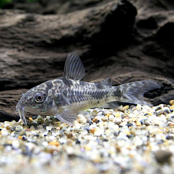 PF_SPQ　_aqua　熱帯魚・エビ他　コリドラス　ショートノーズ　コリドラス・パレアタス　３匹　fish_database　ビギナーにオススメ　ビギナー小型向け生体　Ｈｏｐｌｉｓｏｍａ　ｐａｌｅａｔｕｍ　Ｃｏｒｙｄｏｒａｓ　ｐａｌｅａｔ...