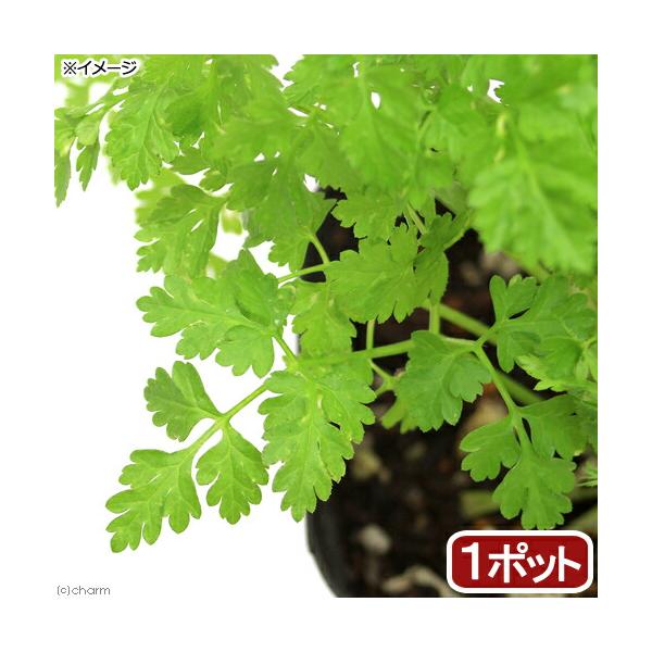 ガーデニング　ハーブ　苗　herbpot_series　20171120　TK　_gardening　植物　植物生体　ガーデニング生体　エスニック　育て方　育成方法　栽培方法　チャービ　観葉植物　090list　opa2_delete　he...