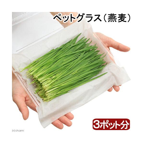 _dog　_neko　_hachu　_kame　pet_glass　leaf22jphay　ph22jphay　小動物・鳥　ハムスター　うさぎ　チンチラ　モルモット　デグー　リス　生牧草　toretate_ptgs　小動物　フード　えさ　お...