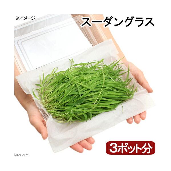 _neko　_dog　_hachu　_kame　pet_glass　leaf22jphay　ph22jphay　小動物・鳥　ハムスター　うさぎ　チンチラ　モルモット　デグー　リス　小動物　フード　えさ　おやつ　餌　用品　野菜　生牧草　tor...