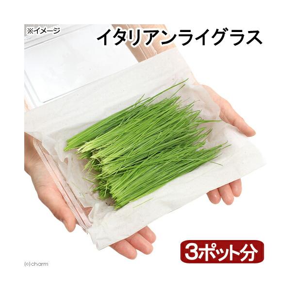_dog　_neko　_hachu　_kame　pet_glass　leaf22jphay　ph22jphay　小動物・鳥　ハムスター　うさぎ　チンチラ　モルモット　デグー　リス　小動物　フード　えさ　おやつ　餌　用品　生牧草　toreta...