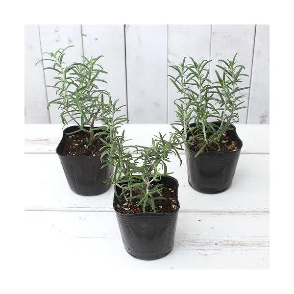 _gardening　ガーデニング　ハーブ　苗　herbpot_series　20171011　TK　ローズマリー　Majorca　Pink　育て方　育成方法　栽培方法　白花　キッチン　観葉植物　opa2_delete　herb2022　r...