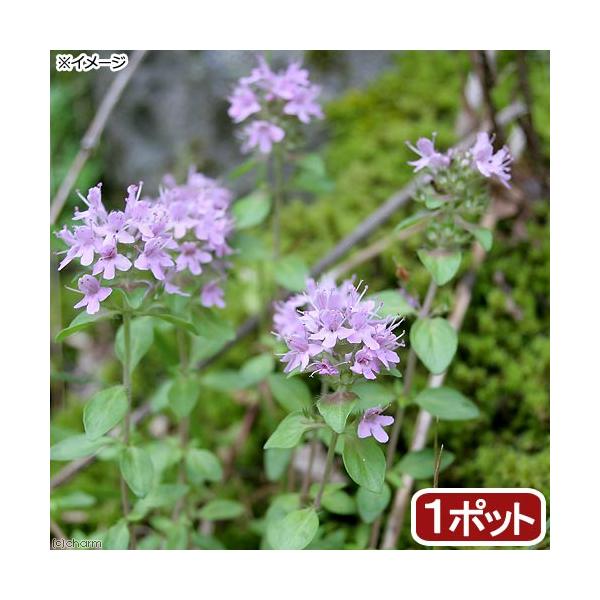 観葉植物　_gardening　ガーデニング　山野草　シソ科　20171225　NO　植物　植物生体　ガーデニング生体　育て方　育成方法　栽培方法　ハーブ　苗　タイム　イブキジャコウソウ　イワジャコウソウ　Thymus　serpyllum　...