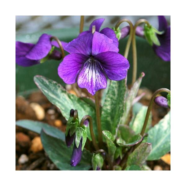 _gardening　ガーデニング　山野草　菫　ヴィオラ　マンジュリカ　Viola　mandshurica　ｆ．ａｌｂｏ―ｖａｒｉｅｇａｔａ 20180127　NO　植物　植物生体　ガーデニング生体　育て方　育成方法　栽培方法　斑入りスミレ...