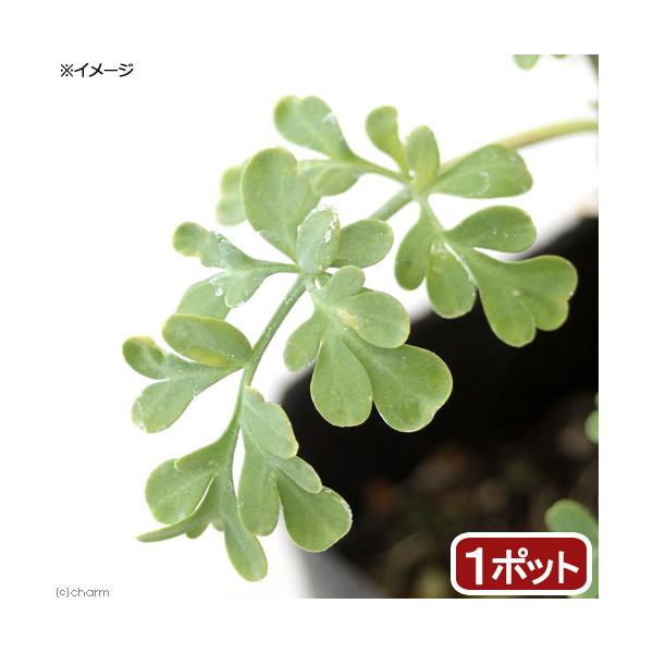 _gardening　ガーデニング　ハーブ　苗　ミカン科　ヘンルーダ　アゲハソウ　アゲハ蝶　餌　エサ　アゲハ草　幼虫　食草　猫よらず　猫避けハーブ　芸香　Ｇａｒｄｅｎ　Rue　Ｒｕｔａ　ｇｒａｖｅｏｌｅｎｓ　herbpot_series　2...