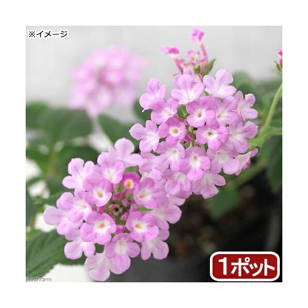 Lantana　montevidensis　ガーデニング　_gardening　苗　鉢植え　ポット　ガーデニング生体　育て方　育成方法　栽培方法　管理方法　植物　植物生体　090list　ハーブガーデン　種類　寄せ植え　花壇　効能　使い方　...