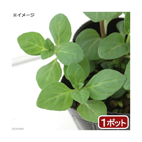 _dog　ガーデニング　_gardening　苗　鉢植え　ポット　ガーデニング生体　育て方　育成方法　栽培方法　管理方法　植物　植物生体　090list　ハーブガーデン　種類　寄せ植え　花壇　効能　使い方　用途　ワシュハッカ　和種薄荷　水辺...