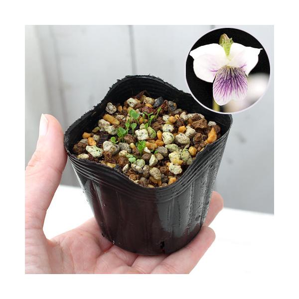 _gardening　ガーデニング　山野草　如意菫　坪菫　Ｖｉｏｌａ　ｖｅｒｅｃｕｎｄａ　ｙａｋｕｓｉｍａｎａ　ニョイスミレ変種　コケスミレ　20180227　ＮＯ　植物　植物生体　ガーデニング生体　snys_viola　育て方　育成方法　...