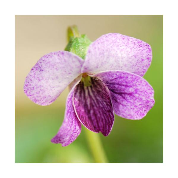 _gardening　gardening　ガーデニング　山野草　如意菫　坪菫　Ｖｉｏｌａ　ｖｅｒｅｃｕｎｄａ　ｖｉｏｌａｃｅｎｓ　ニョイスミレ変種　20180225　ＮＯ　greepla10bai1406　植物　植物生体　ガーデニング生体　...