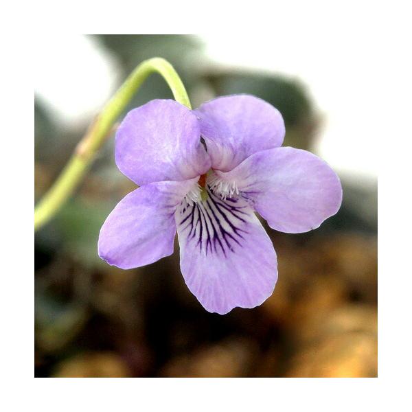 _gardening　ガーデニング　山野草　Ｖｉｏｌａ　ｌａｂｒａｄｏｒｉｃａ　ｒｉｖｉｎｉａｎａ　パープレア　プルプレア　雅スミレ　ミヤビスミレ　クロバスミレ　黒葉ビオラ　黒葉スミレ　紫葉ビオラ　紫式部　宿根ビオラ　ビオラリヴィニアナ　植...