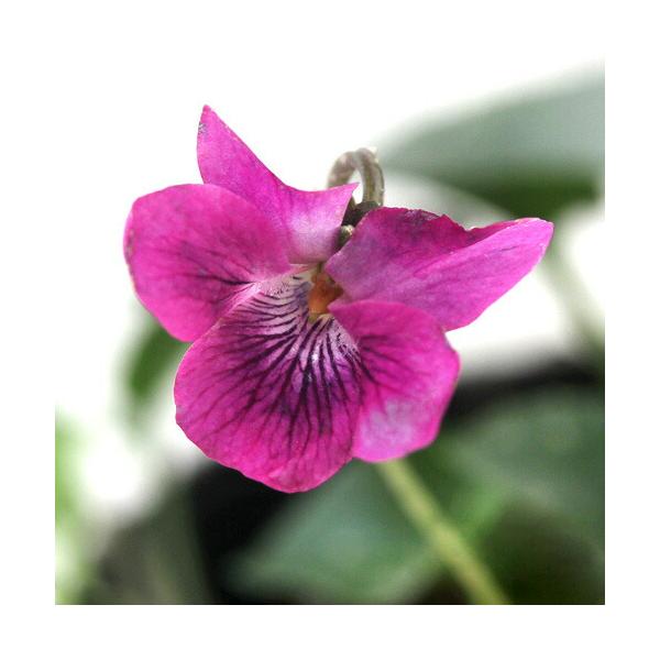 _gardening　ガーデニング　山野草　ヴィオラ　ビオラ　観葉　すみれ　花壇苗　花苗　菫　植物　植物生体　ガーデニング生体　snys_viola　Ｖｉｏｌａ　ｏｄｏｒａｔａ　Ｘ　ｖｅｒｅｃｕｎｄａ　ニョイスミレ　ツボスミレ　如意菫　坪菫...