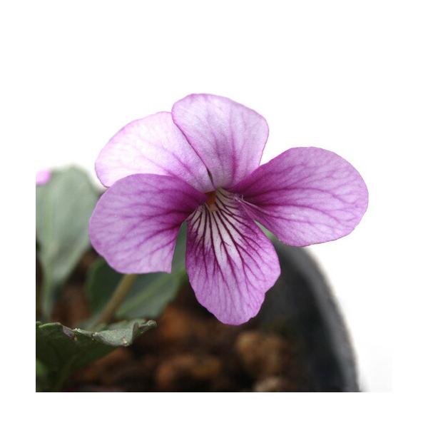 _gardening　ガーデニング　山野草　菫　ヴィオラ　マンジュリカ　Viola　mandshurica　‘Yuugiri’　夕霧　植物　植物生体　ガーデニング生体　snys_viola　育て方　育成方法　栽培方法　苗　鉢植え　ポット　b...