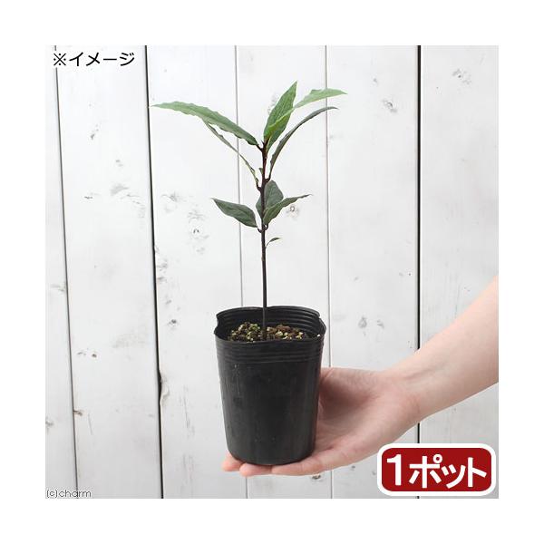 ハーブ　苗　herbpot_series　観葉植物　ベイリーフ　ローリエ　ローレル　laurier　ゲッケイジュ　月桂樹　香辛料　ロリエ　bay　leaf　leaves　Laurus　nobilis　ガーデニング　_gardening　鉢植...