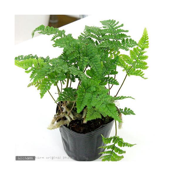 観葉植物　_gardening　_hachu　_kame　ガーデニング　園芸　山野草　盆栽　ビバリウム　アクアテラリウム　パルダリウム　着生シダ　シノブ科シノブ属　キクシノブ属　ダバリア　Humata　tyermannii　Davallia...