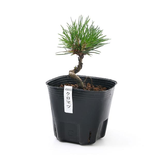 _gardening　ガーデニング　黒松　Ｐｉｎｕｓ　ｔｈｕｎｂｅｒｇｉ　オマツ　雄松　20151205　ＮＴ　縁起樹　縁起木　osyougatu_plants　osyougatu_item　植物　植物生体　ガーデニング生体　育て方　育成方...