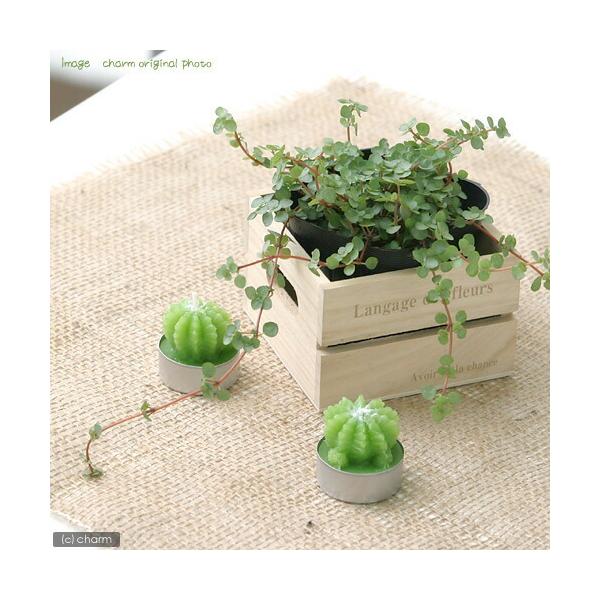 _gardening　観葉植物　ガーデニング　ビバリウム　アクアテラリウム　パルダリウム　両爬向き植物　イラクサ科　Pilea　'Glauca　Greizy'　グレイシー　グレージー　20110920　rimeow44　tcjdfdfjkl...